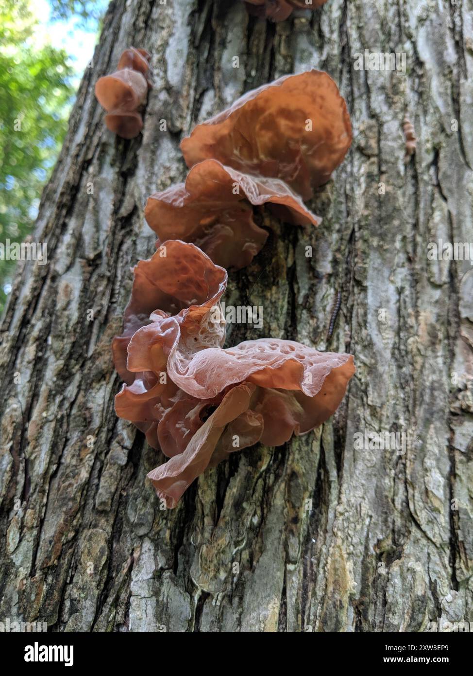 Wood ear fungi (Auricularia) Fungi Stock Photo - Alamy