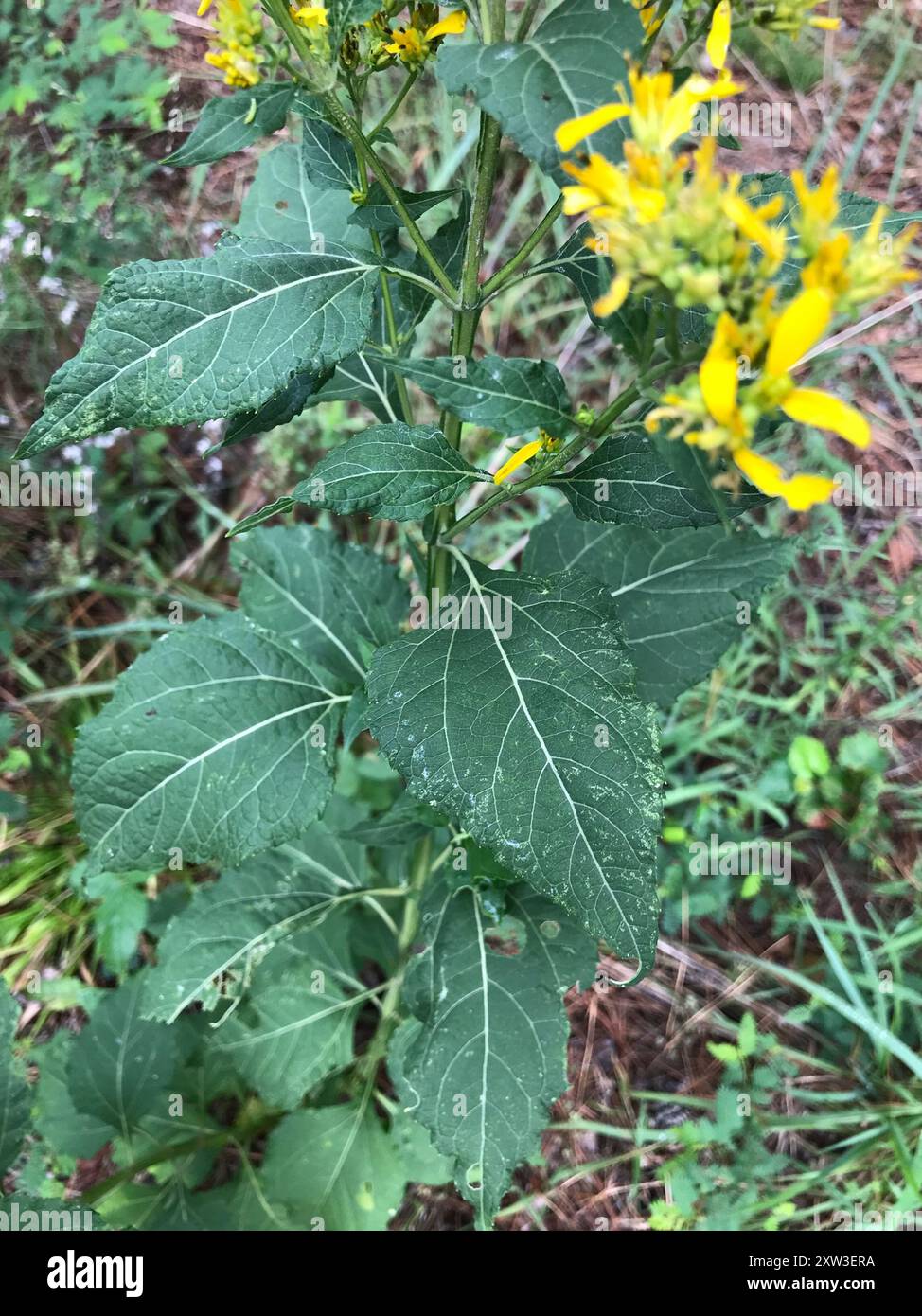 Yellow Crownbeard (Verbesina occidentalis) Plantae Stock Photo - Alamy
