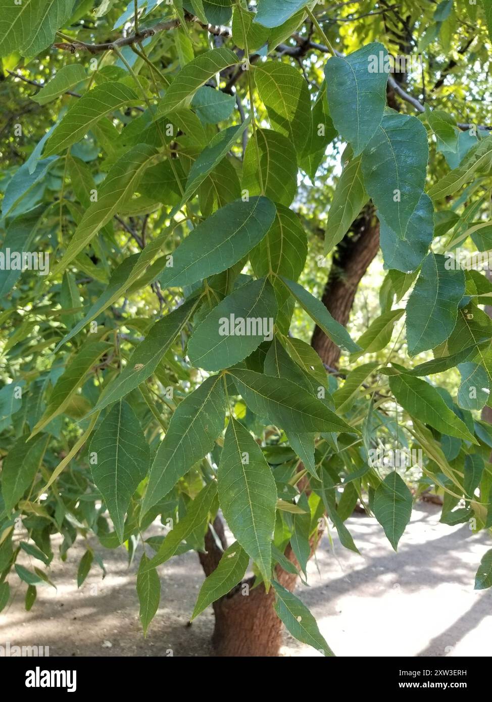 Arizona black walnut (Juglans major) Plantae Stock Photo - Alamy