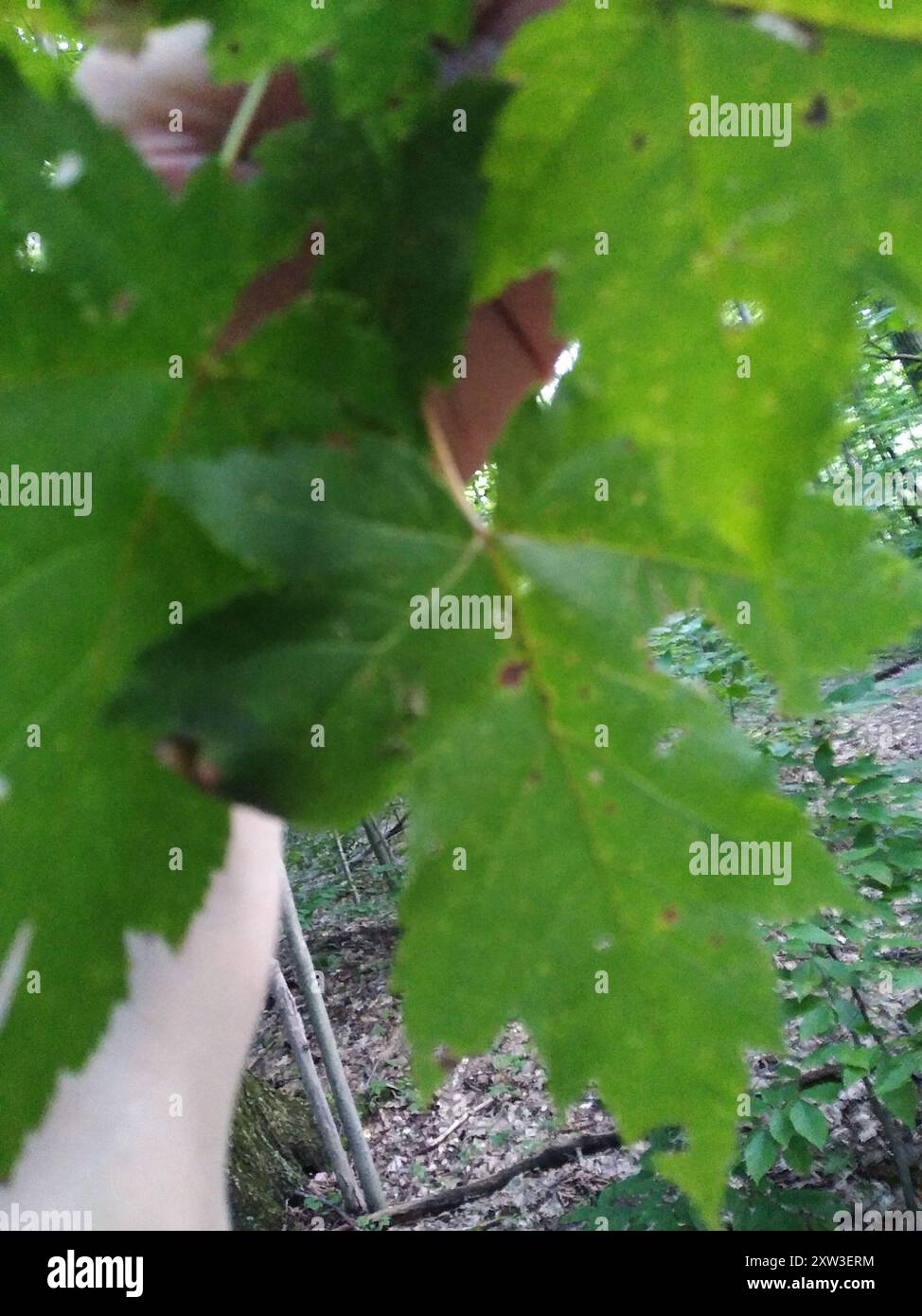 Freeman's Maple (Acer × freemanii) Plantae Stock Photo - Alamy