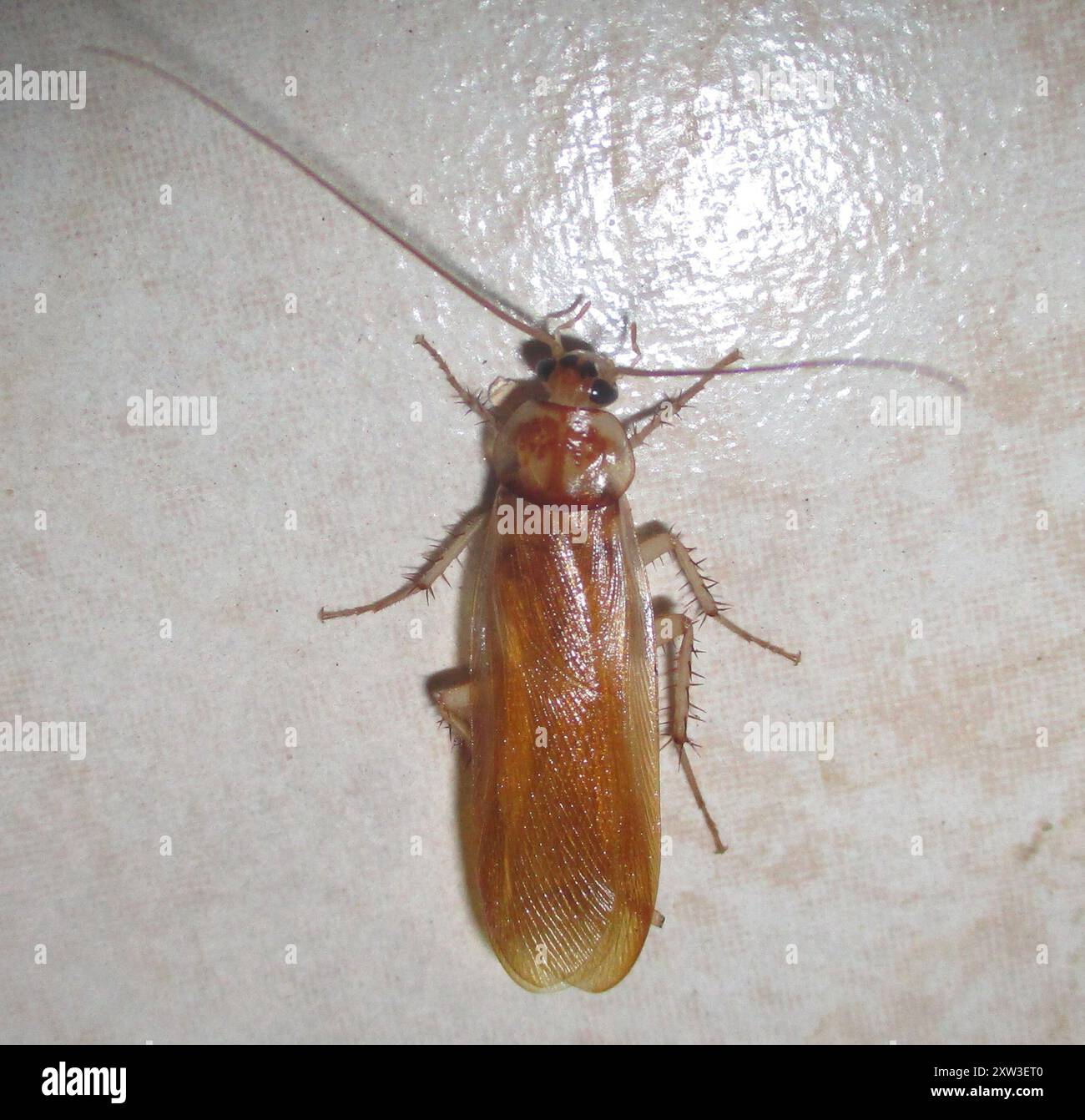 Household Cockroaches (Blattidae) Insecta Stock Photo - Alamy
