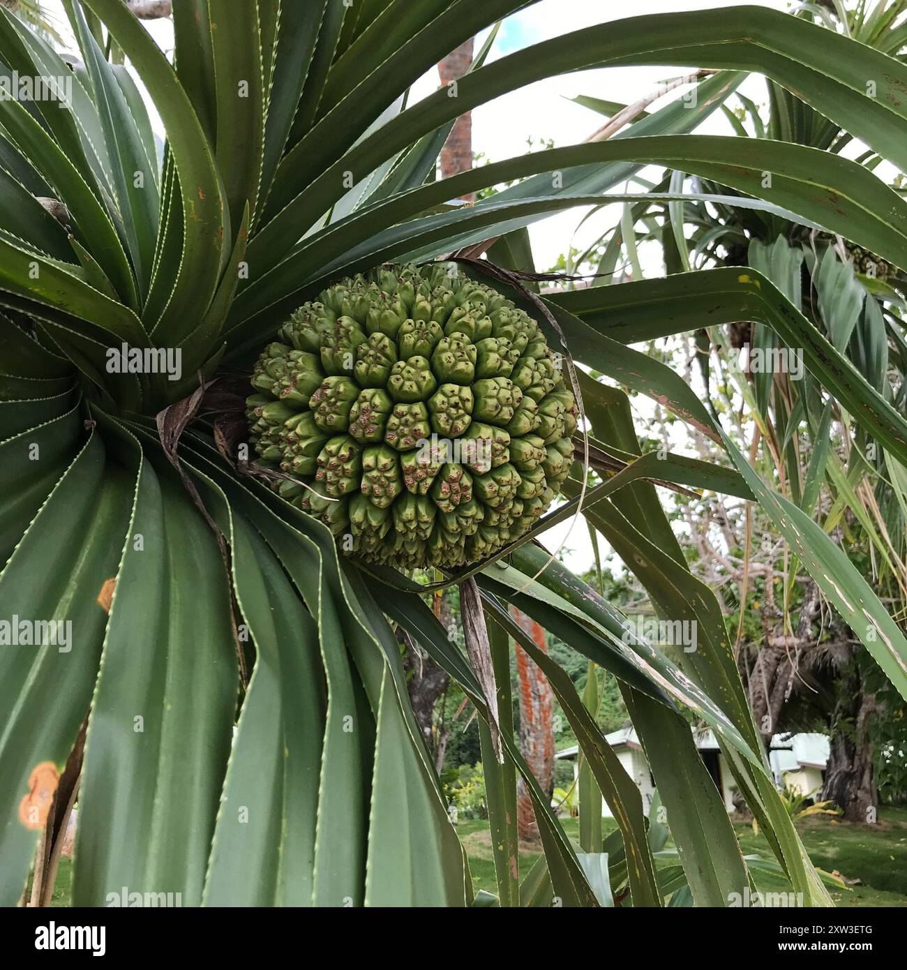 thatch screwpine (Pandanus tectorius) Plantae Stock Photo - Alamy