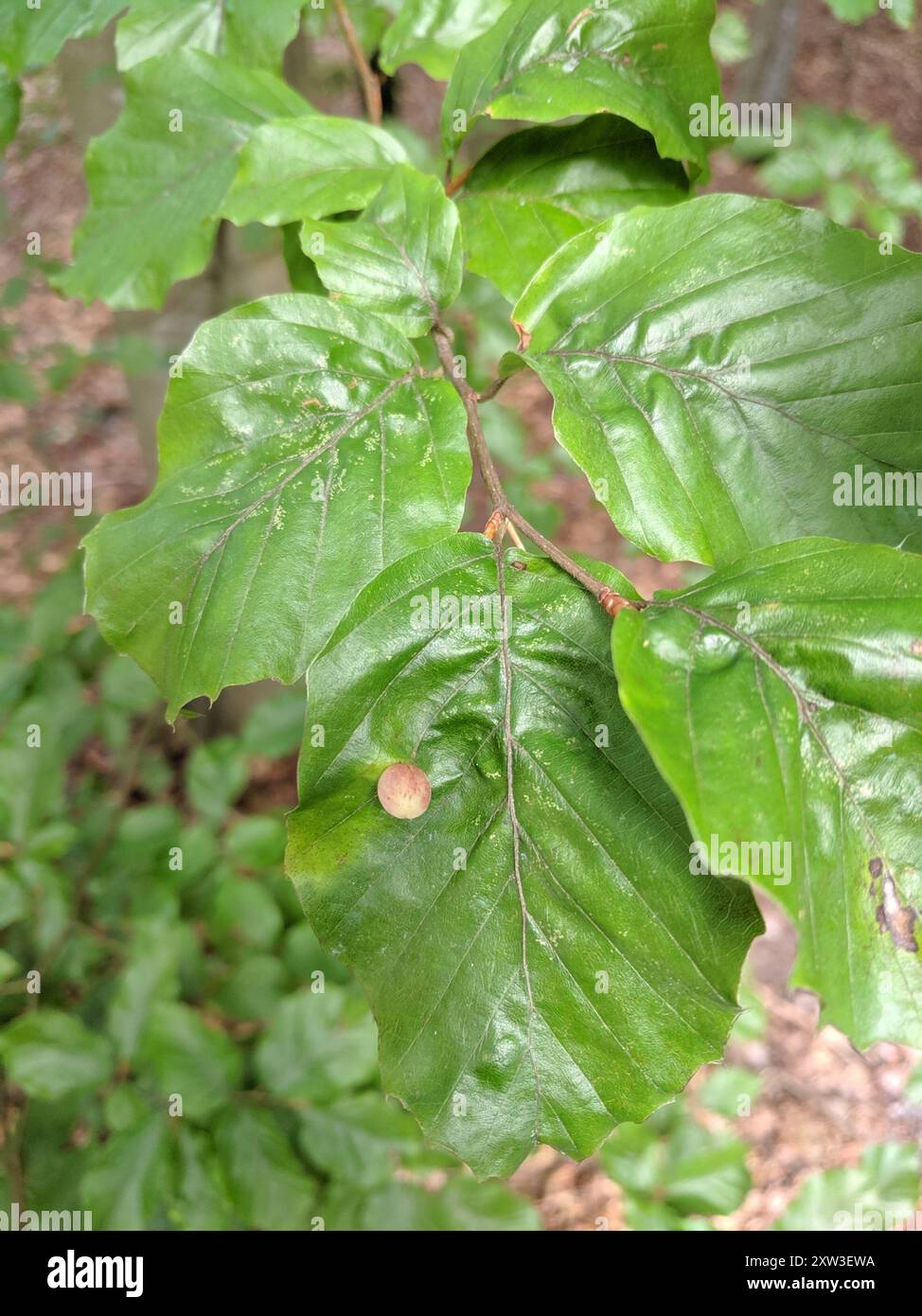 Beech Gall Midge (Mikiola fagi) Insecta Stock Photo - Alamy