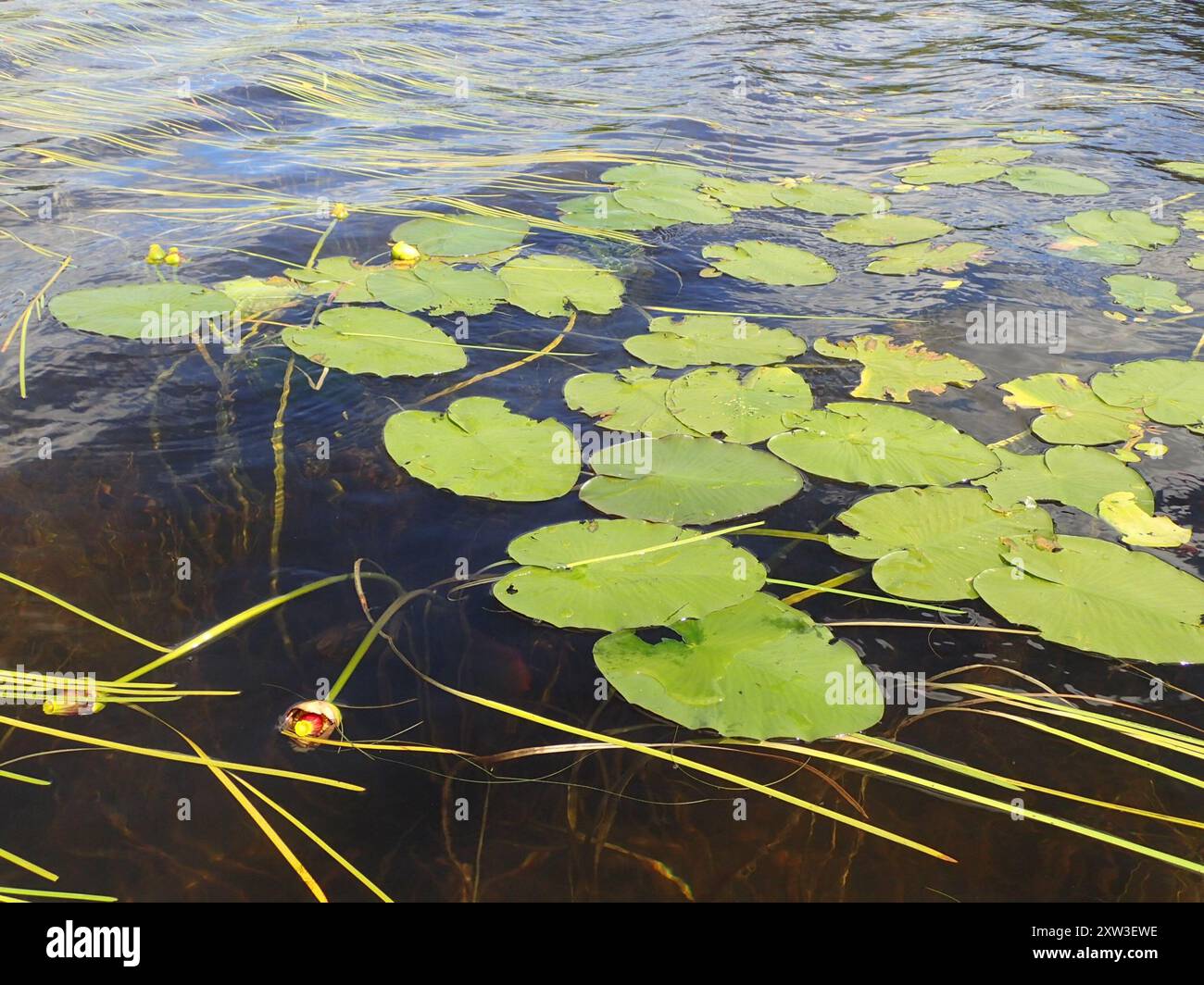 Variegated Yellow Pond-Lily (Nuphar variegata) Plantae Stock Photo - Alamy