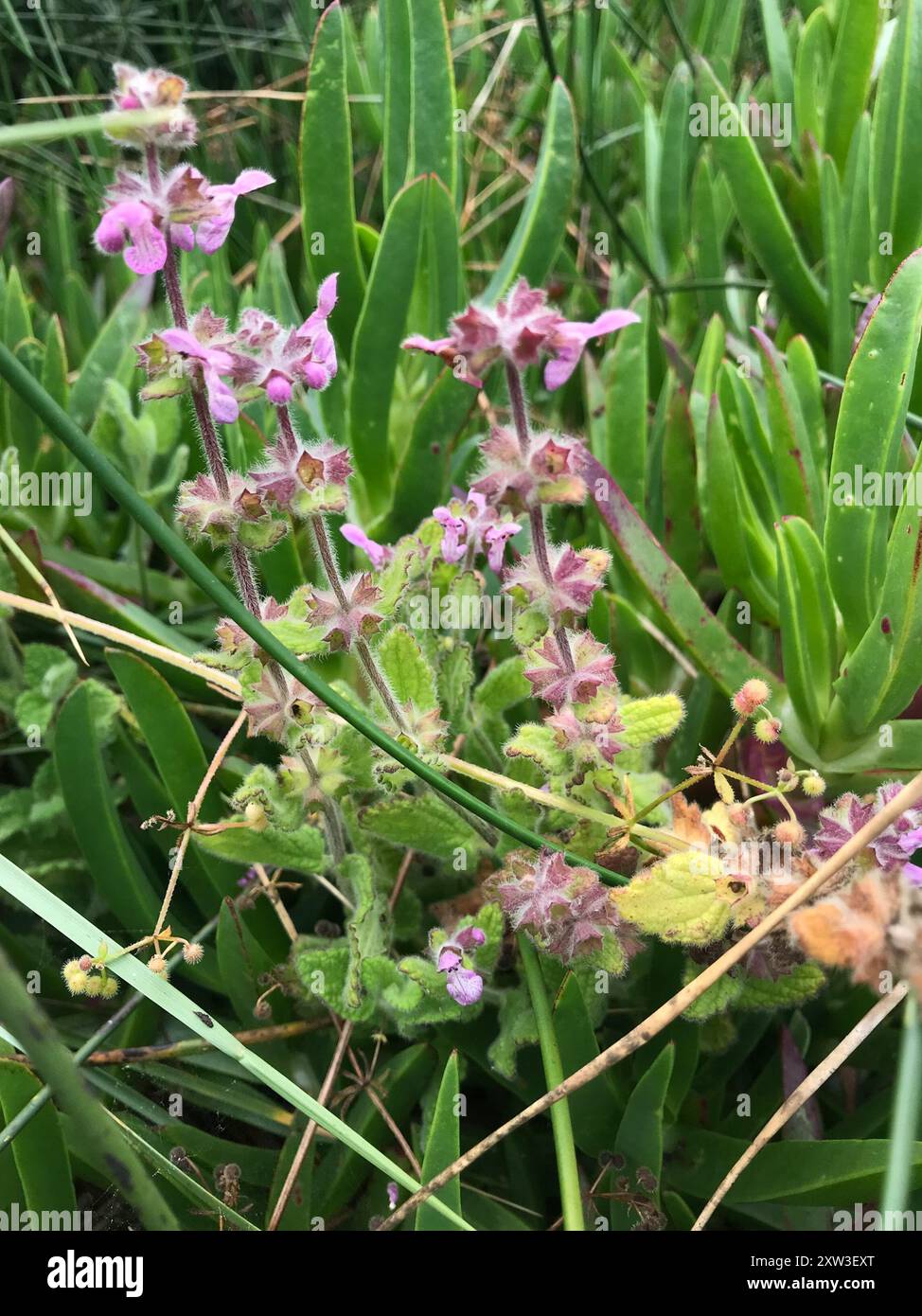 Bugle Hedgenettle (Stachys ajugoides) Plantae Stock Photo - Alamy