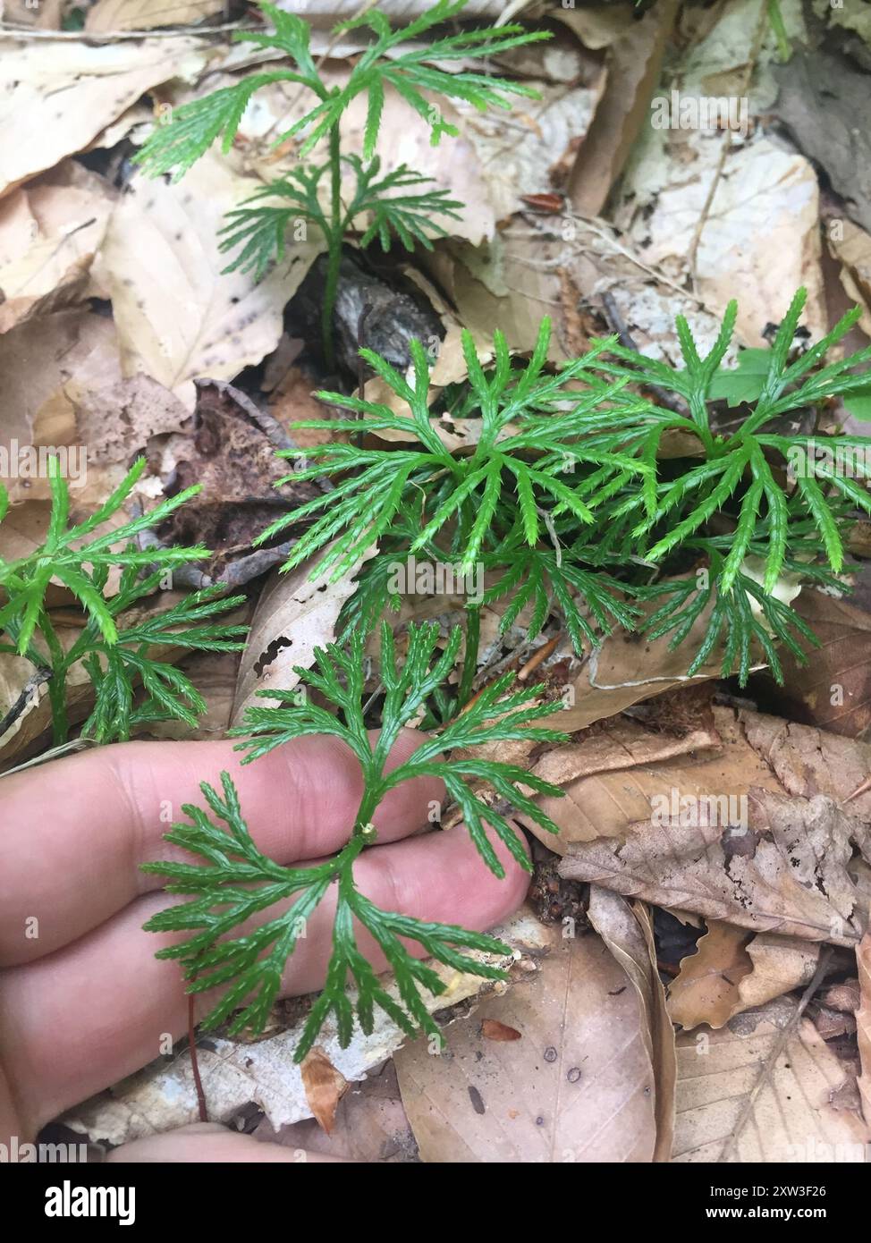 fan clubmoss (Diphasiastrum digitatum) Plantae Stock Photo - Alamy