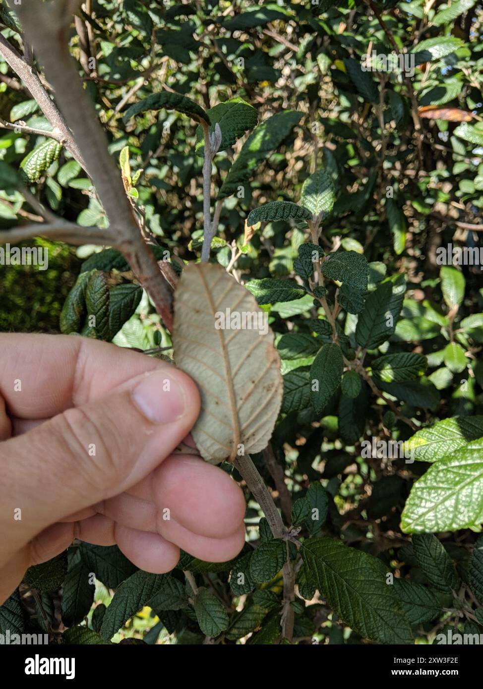 Tainui (Pomaderris apetala) Plantae Stock Photo - Alamy