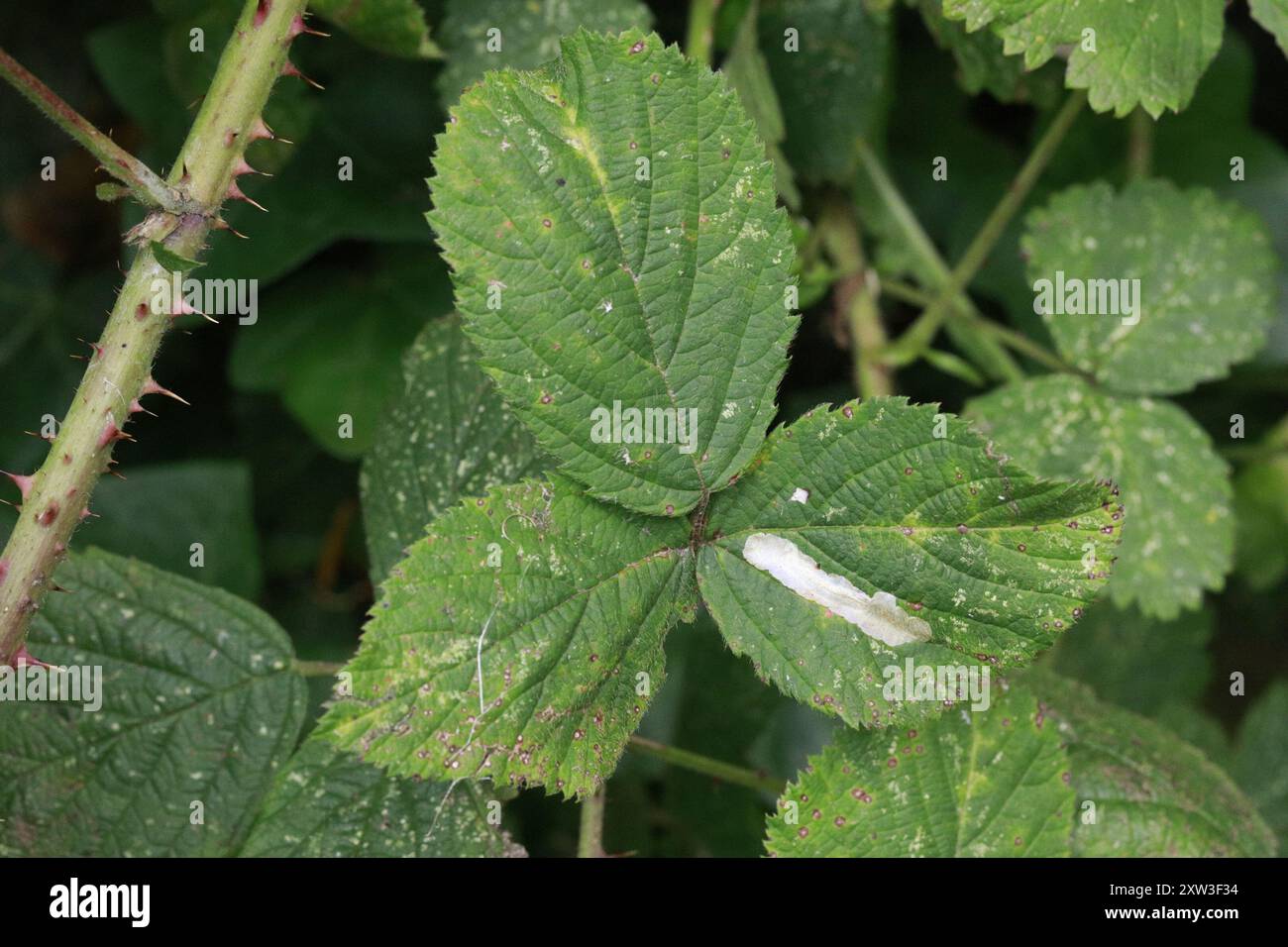 Bordered Carl (Coptotriche marginea) Insecta Stock Photo - Alamy