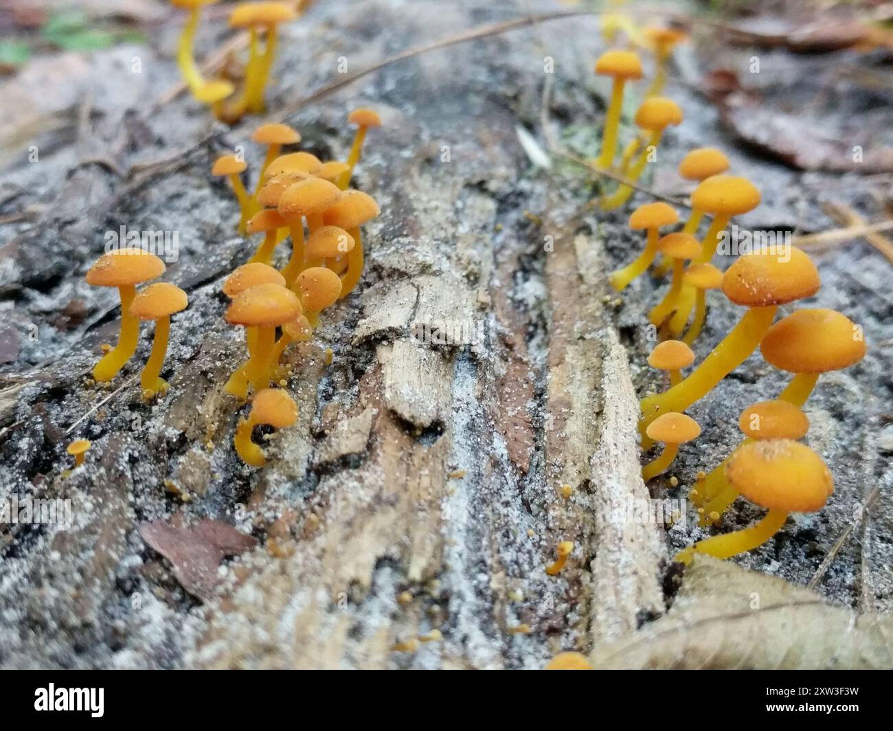 Basidiomycete Fungi (Basidiomycota) Fungi Stock Photo - Alamy