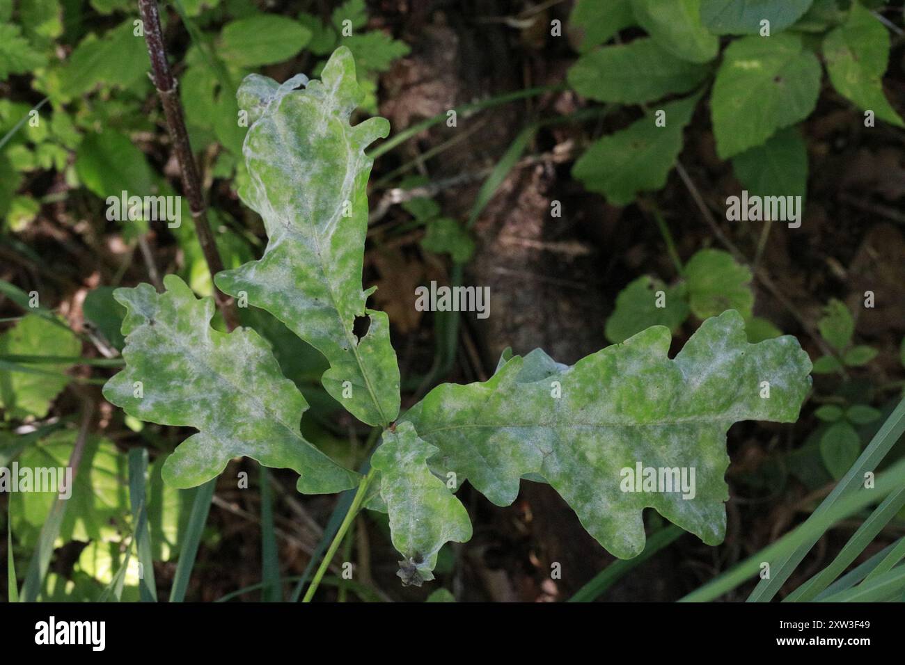 (Erysiphe alphitoides) Fungi Stock Photo - Alamy