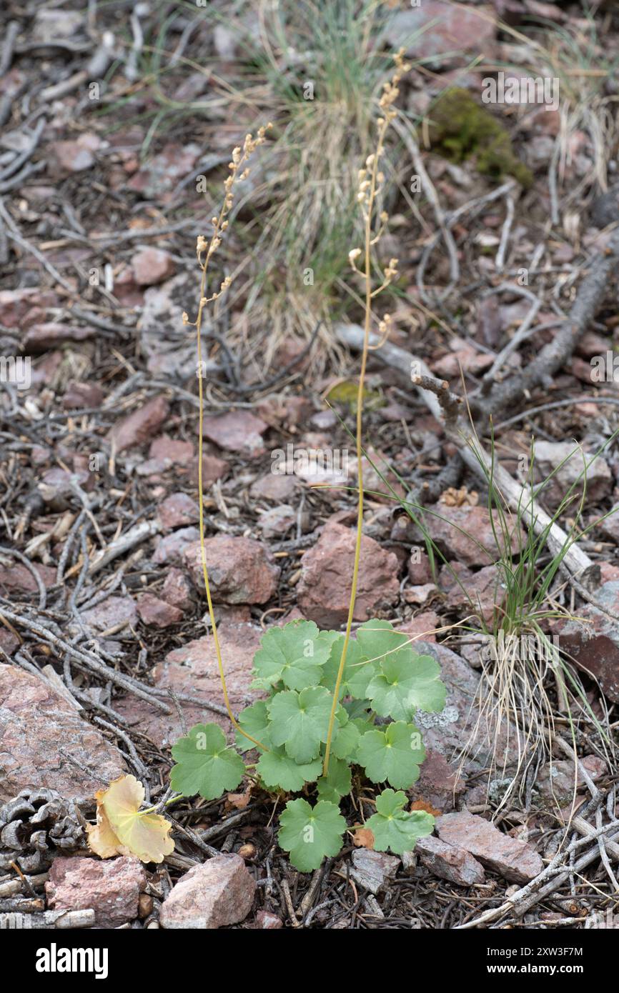 pink alumroot (Heuchera rubescens) Plantae Stock Photo - Alamy