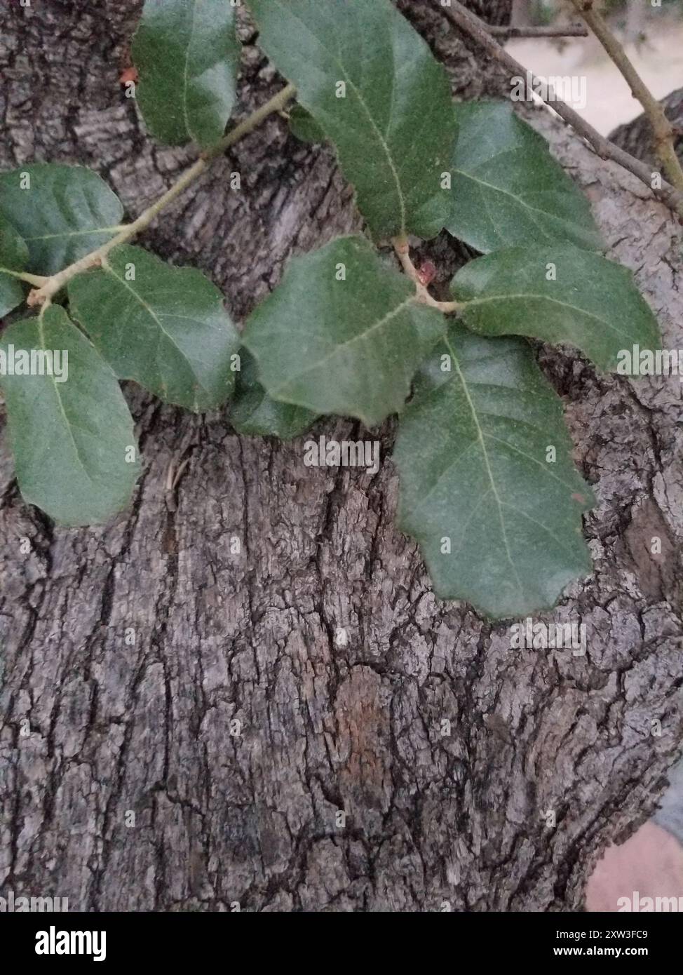 gray oak (Quercus grisea) Plantae Stock Photo - Alamy