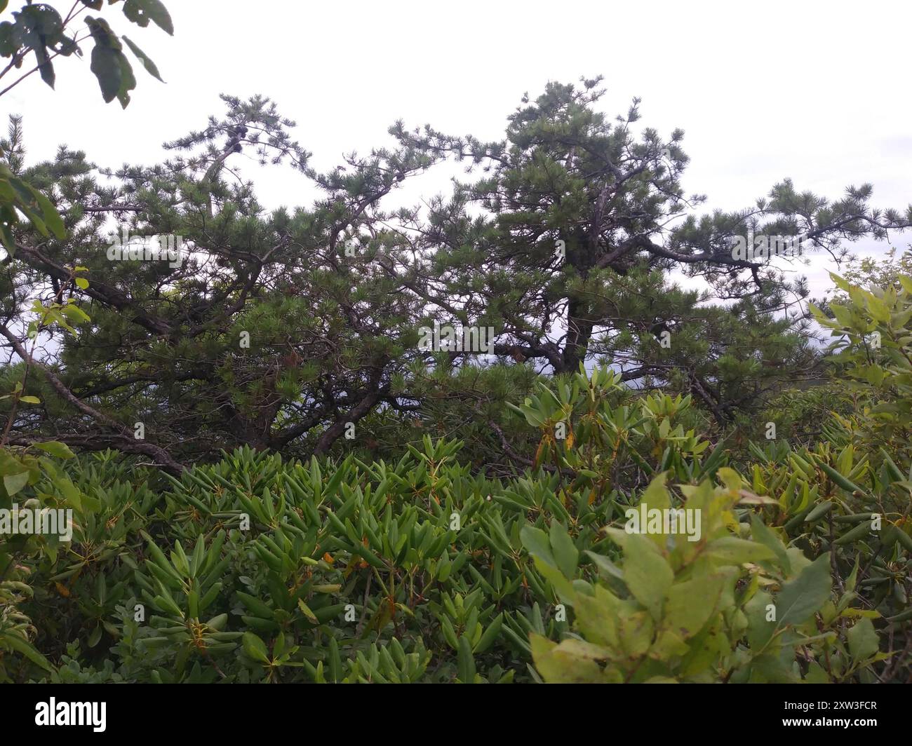 Table Mountain pine (Pinus pungens) Plantae Stock Photo - Alamy
