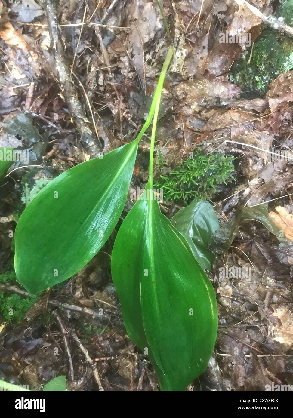 American lily-of-the-valley (Convallaria pseudomajalis) Plantae Stock ...