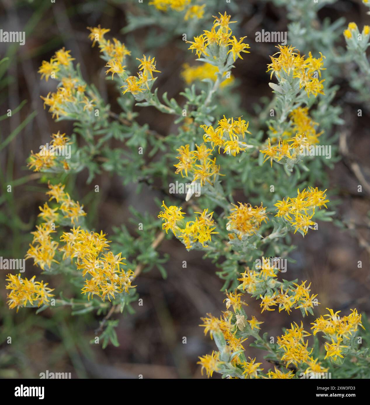 Spineless Horsebrush (Tetradymia canescens) Plantae Stock Photo - Alamy
