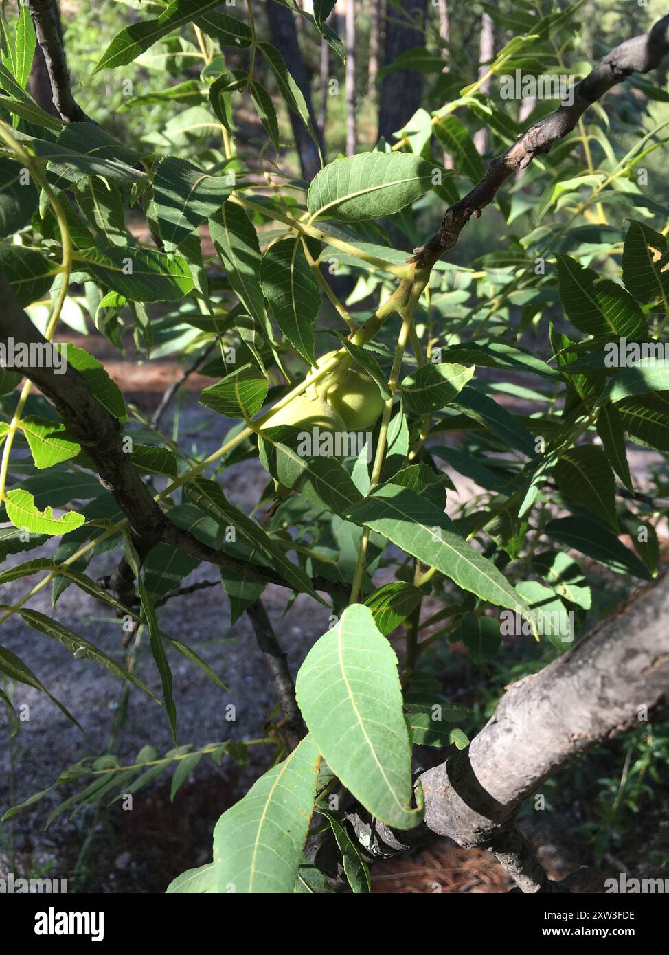 Arizona black walnut (Juglans major) Plantae Stock Photo - Alamy