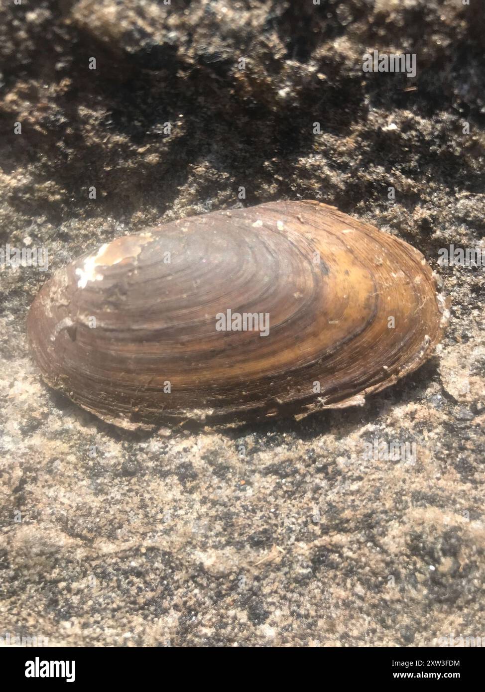 Eastern Elliptio (Elliptio complanata) Mollusca Stock Photo - Alamy