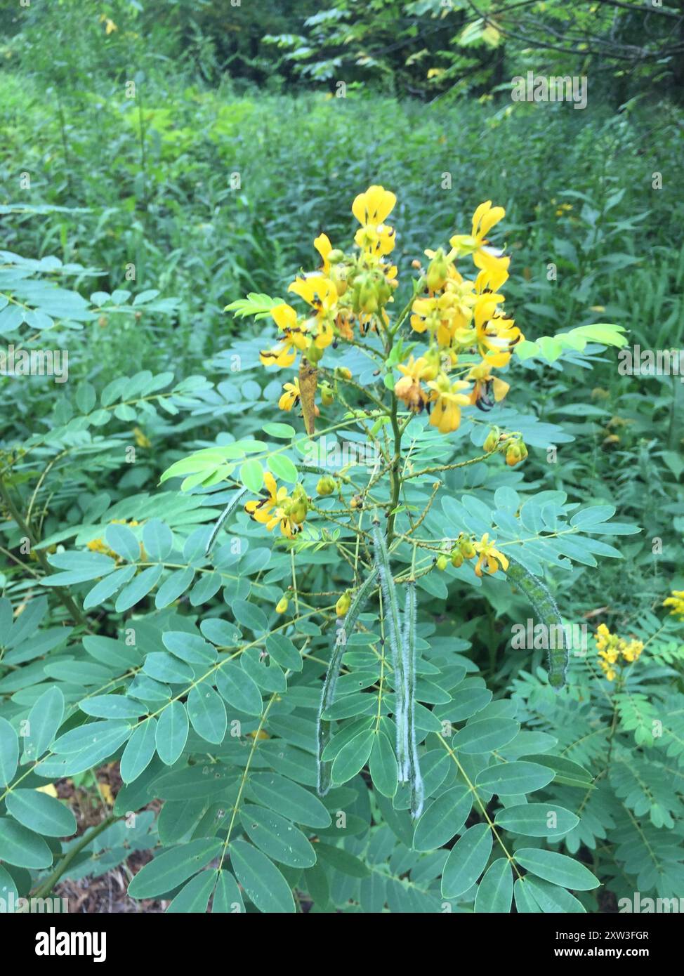 American senna (Senna hebecarpa) Plantae Stock Photo - Alamy