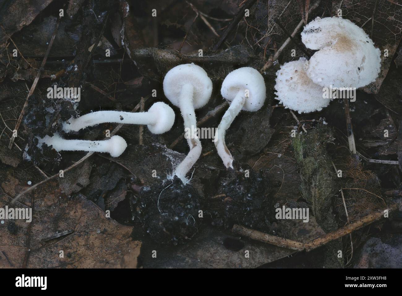 bearded dapperling (Cystolepiota seminuda) Fungi Stock Photo - Alamy