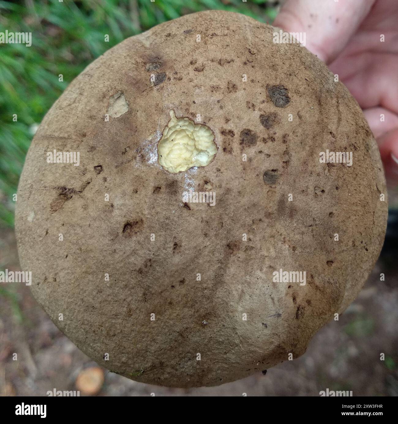 Bitter Beech Bolete (Caloboletus calopus) Fungi Stock Photo - Alamy