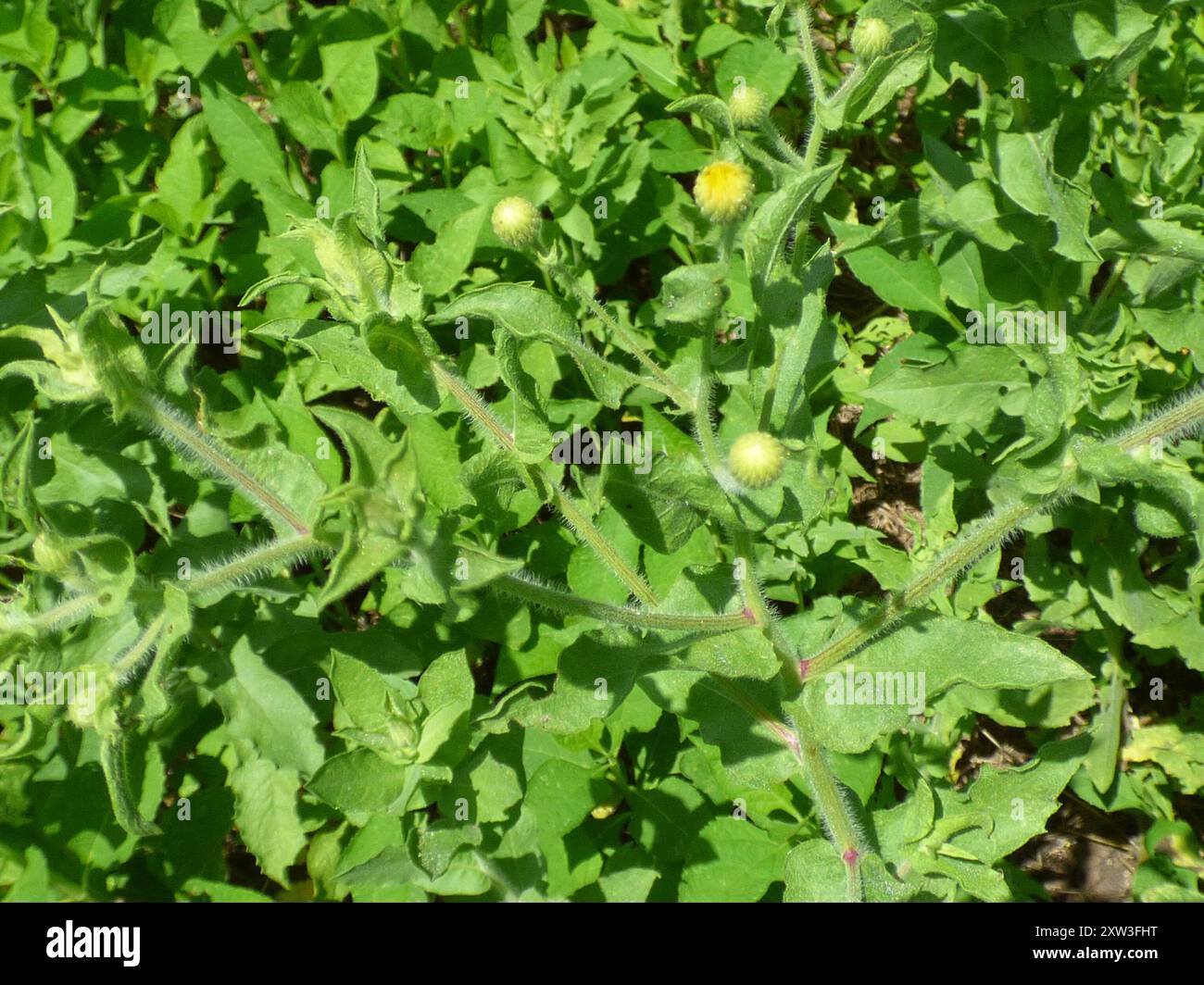 plants (Plantae) Plantae Stock Photo - Alamy