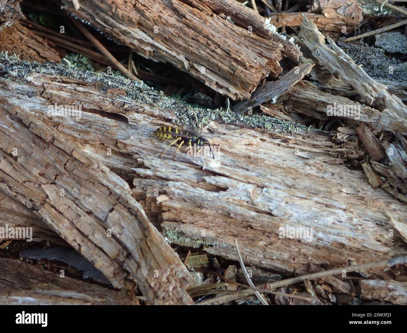 Alaska Yellowjacket (Vespula alascensis) Insecta Stock Photo - Alamy