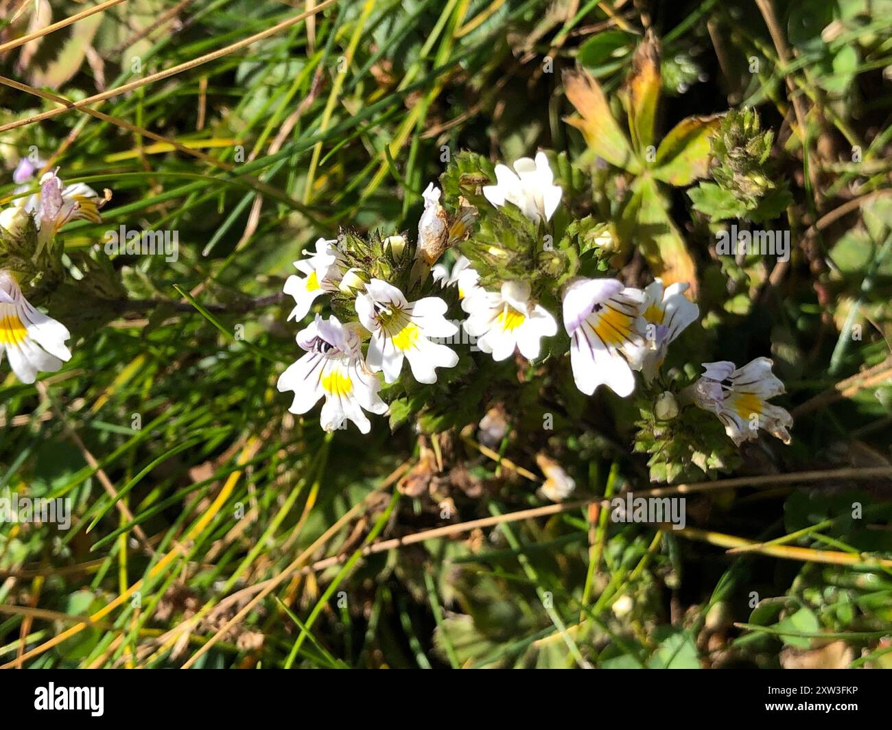 Eyebright (Euphrasia officinalis) Plantae Stock Photo - Alamy