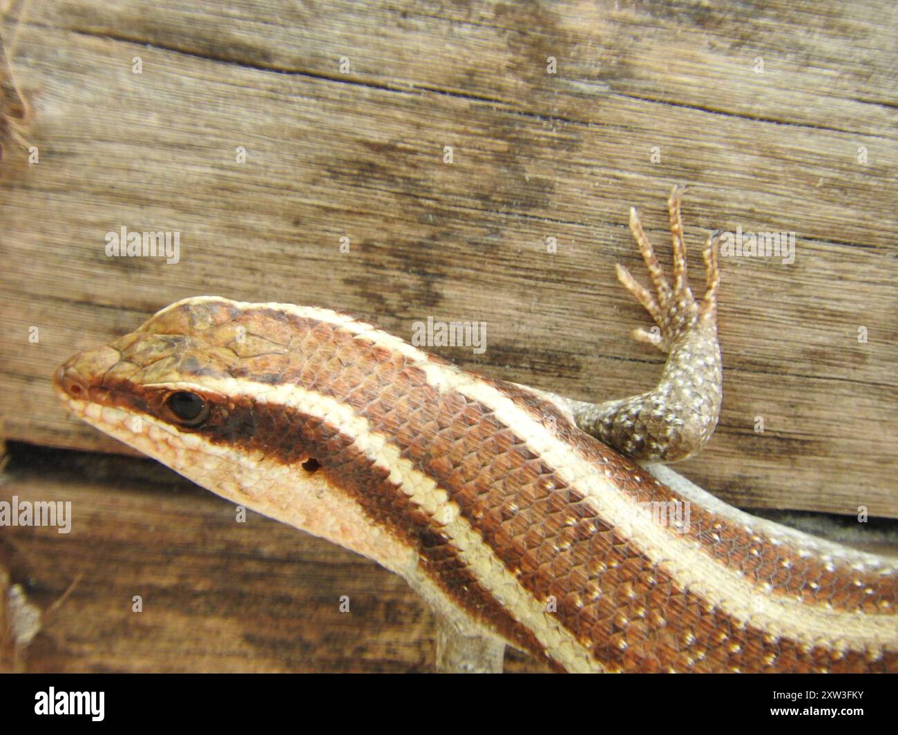 African Striped Skink (Trachylepis striata) Reptilia Stock Photo - Alamy