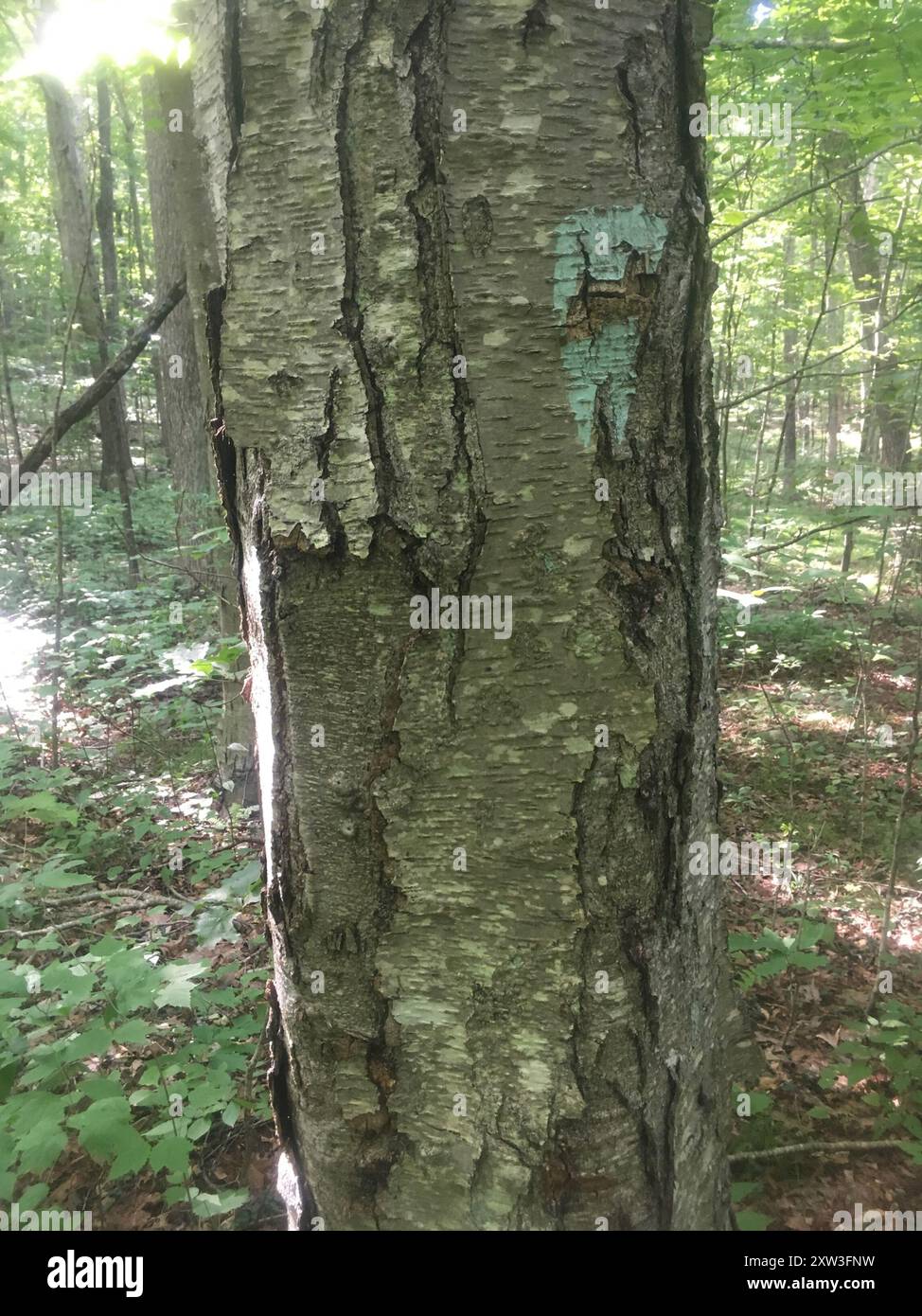 sweet birch (Betula lenta) Plantae Stock Photo - Alamy