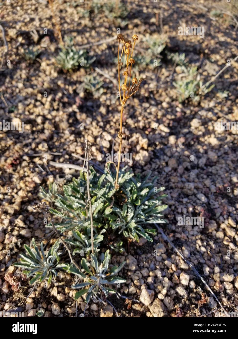 Lobeleaf Groundsel (Packera multilobata) Plantae Stock Photo - Alamy