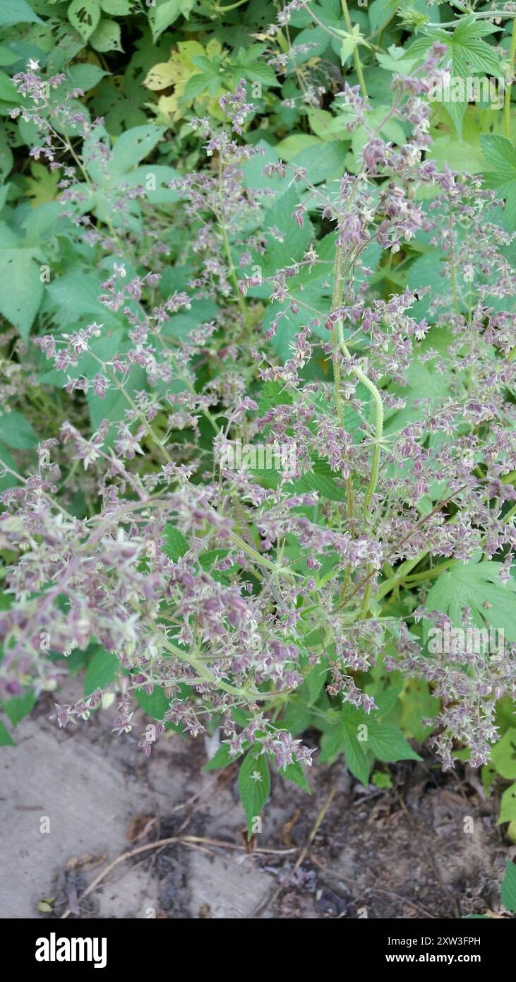Japanese Hops (Humulus scandens) Plantae Stock Photo - Alamy