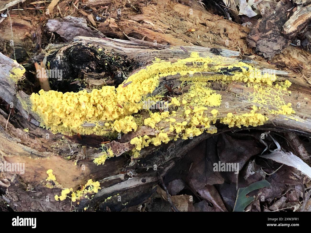 Dog Vomit Slime Mold (Fuligo septica) Protozoa Stock Photo - Alamy