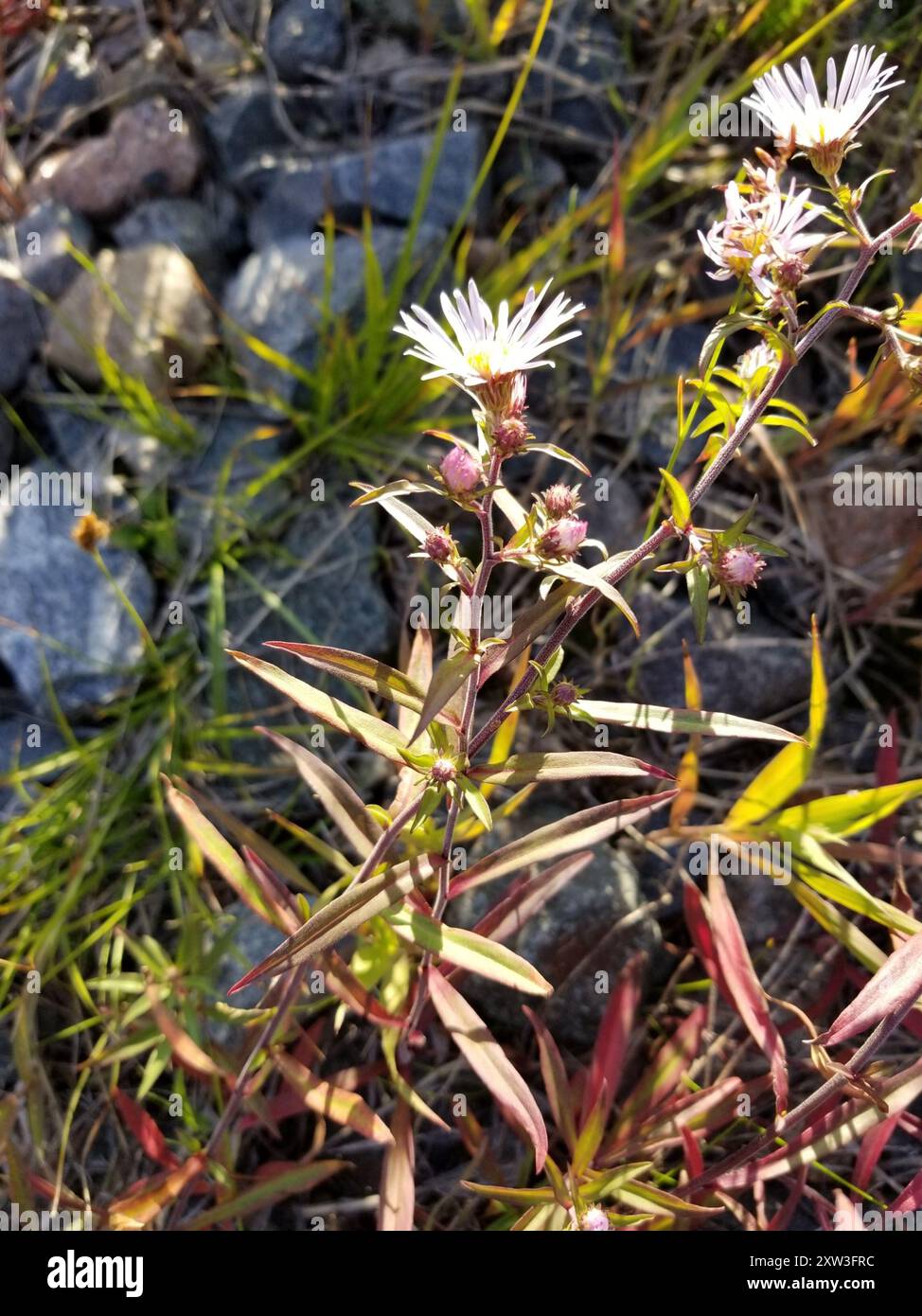 Pacific Aster (Symphyotrichum chilense) Plantae Stock Photo - Alamy