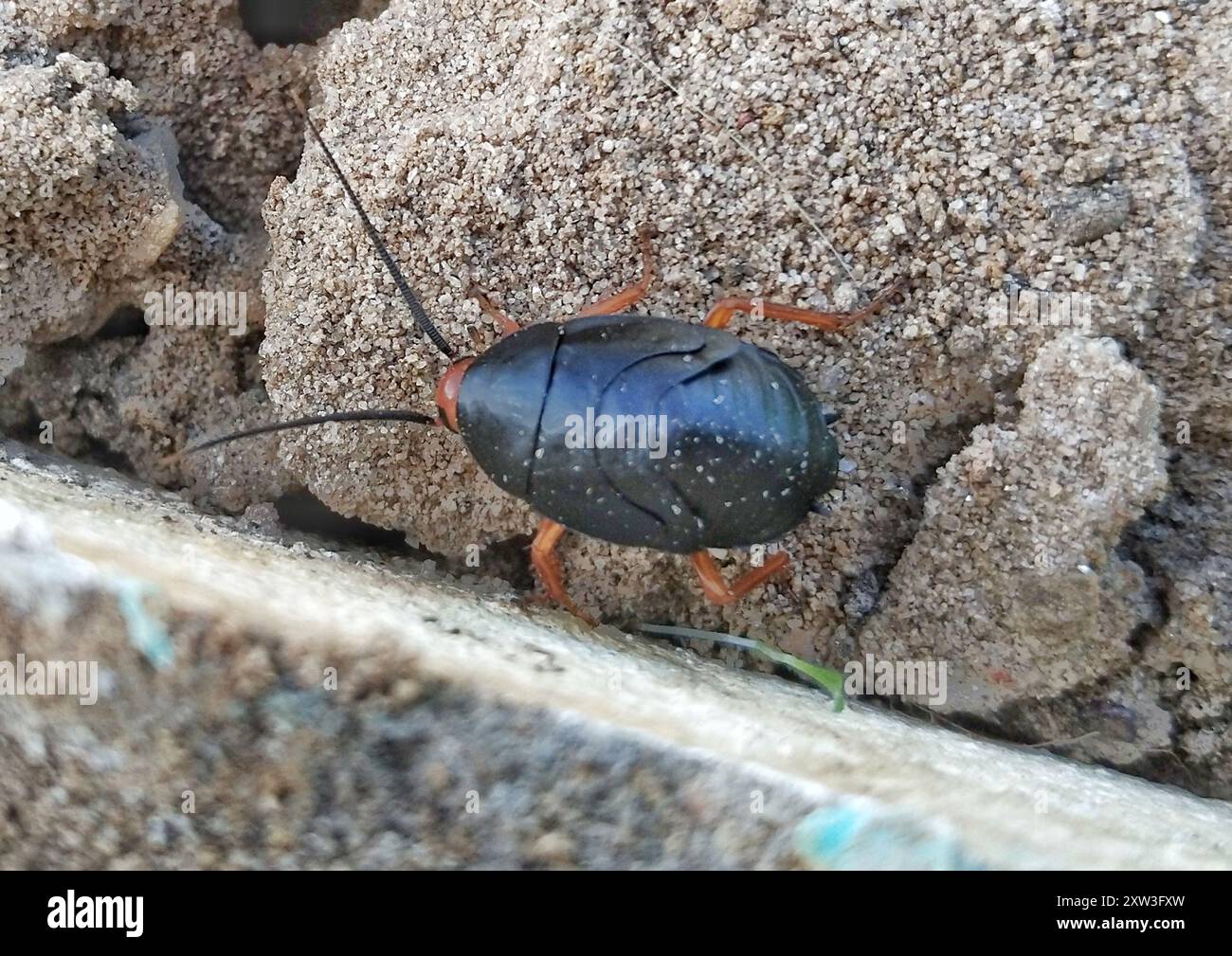 Red-headed Cockroach (Deropeltis erythrocephala) Insecta Stock Photo ...