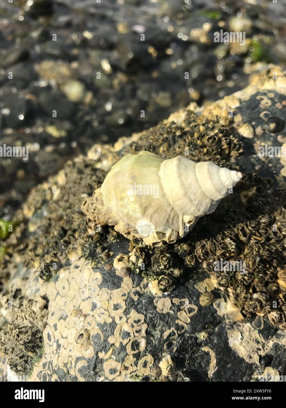Frilled Dogwinkle (Nucella lamellosa) Mollusca Stock Photo - Alamy