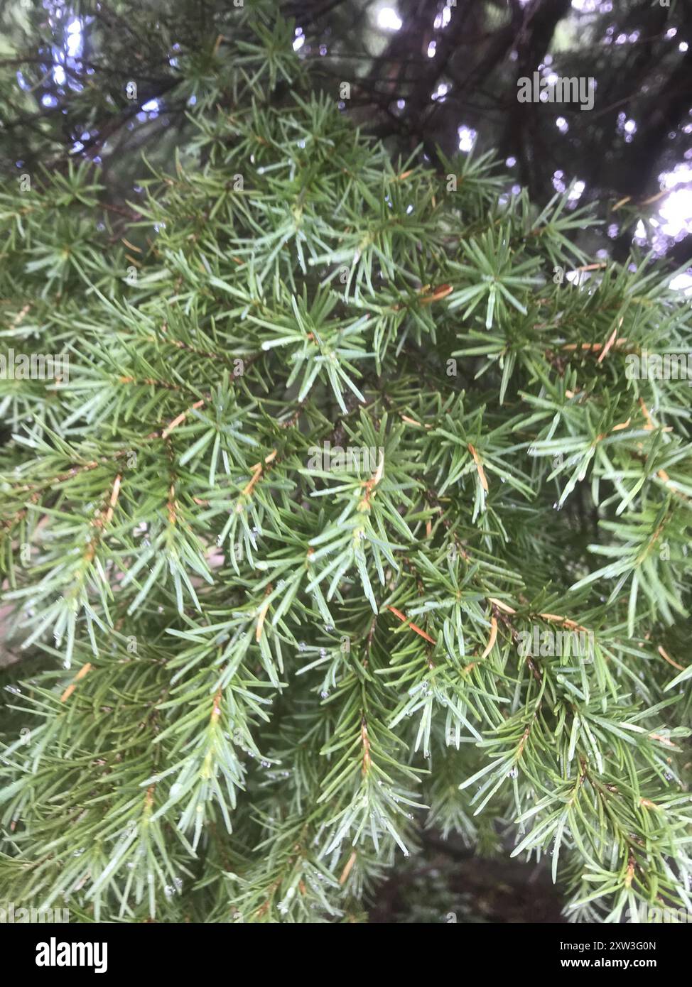 mountain hemlock (Tsuga mertensiana) Plantae Stock Photo - Alamy