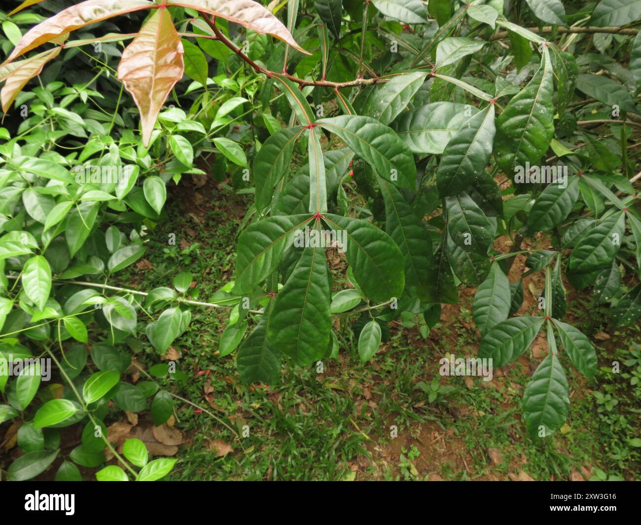 Quassia (Quassia amara) Plantae Stock Photo - Alamy