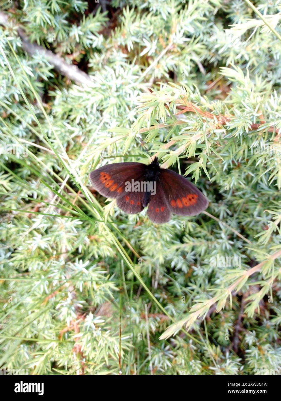 Almond Ringlet (Erebia alberganus) Insecta Stock Photo - Alamy