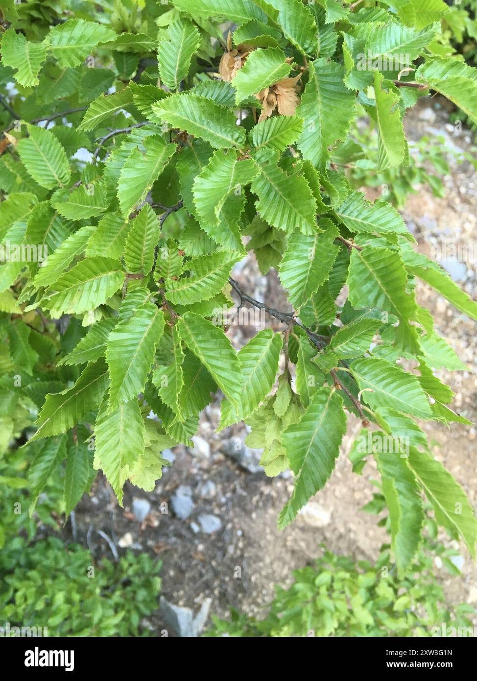 Eastern Hornbeam (Carpinus orientalis) Plantae Stock Photo - Alamy