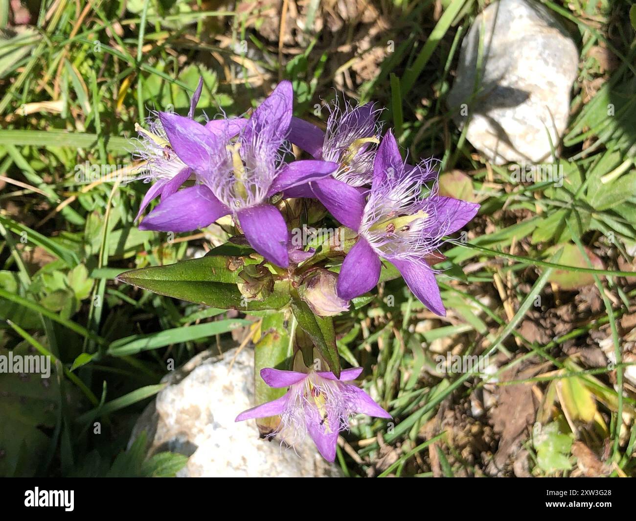 dwarf gentians (Gentianella) Plantae Stock Photo - Alamy