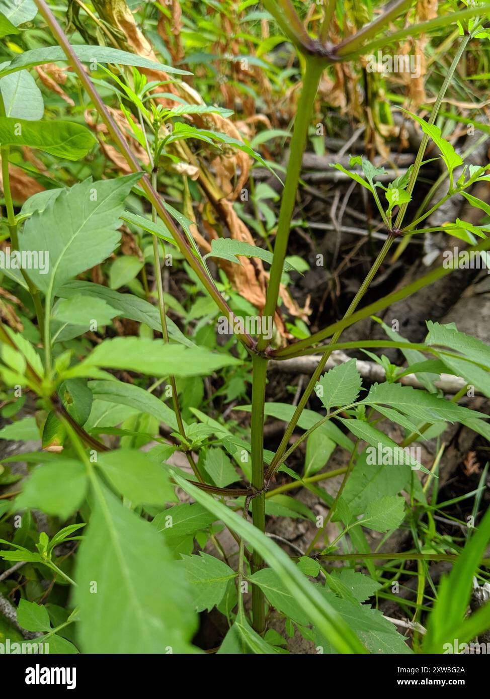 Devil's Beggarticks (Bidens frondosa) Plantae Stock Photo - Alamy