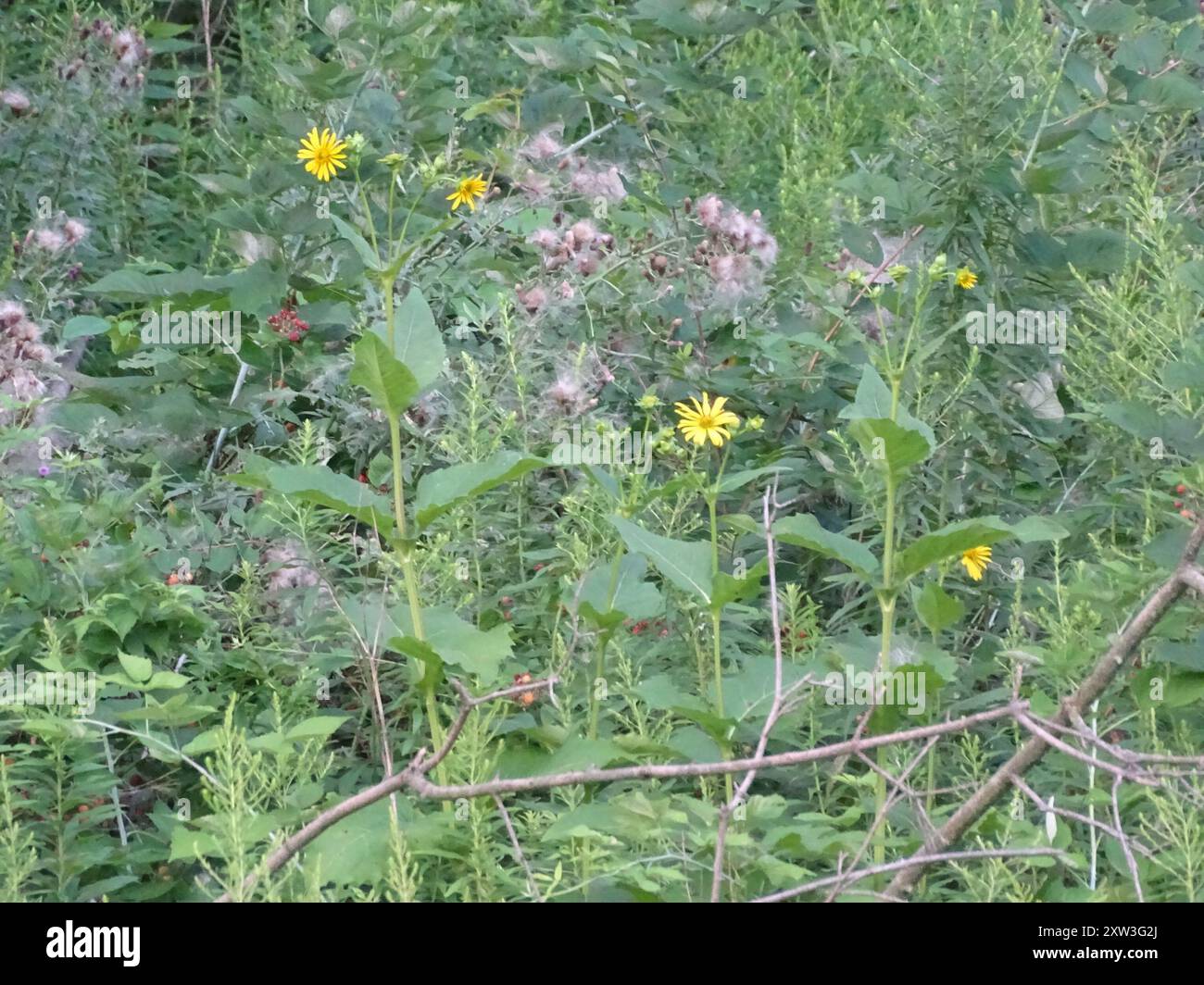 cup plant (Silphium perfoliatum) Plantae Stock Photo - Alamy