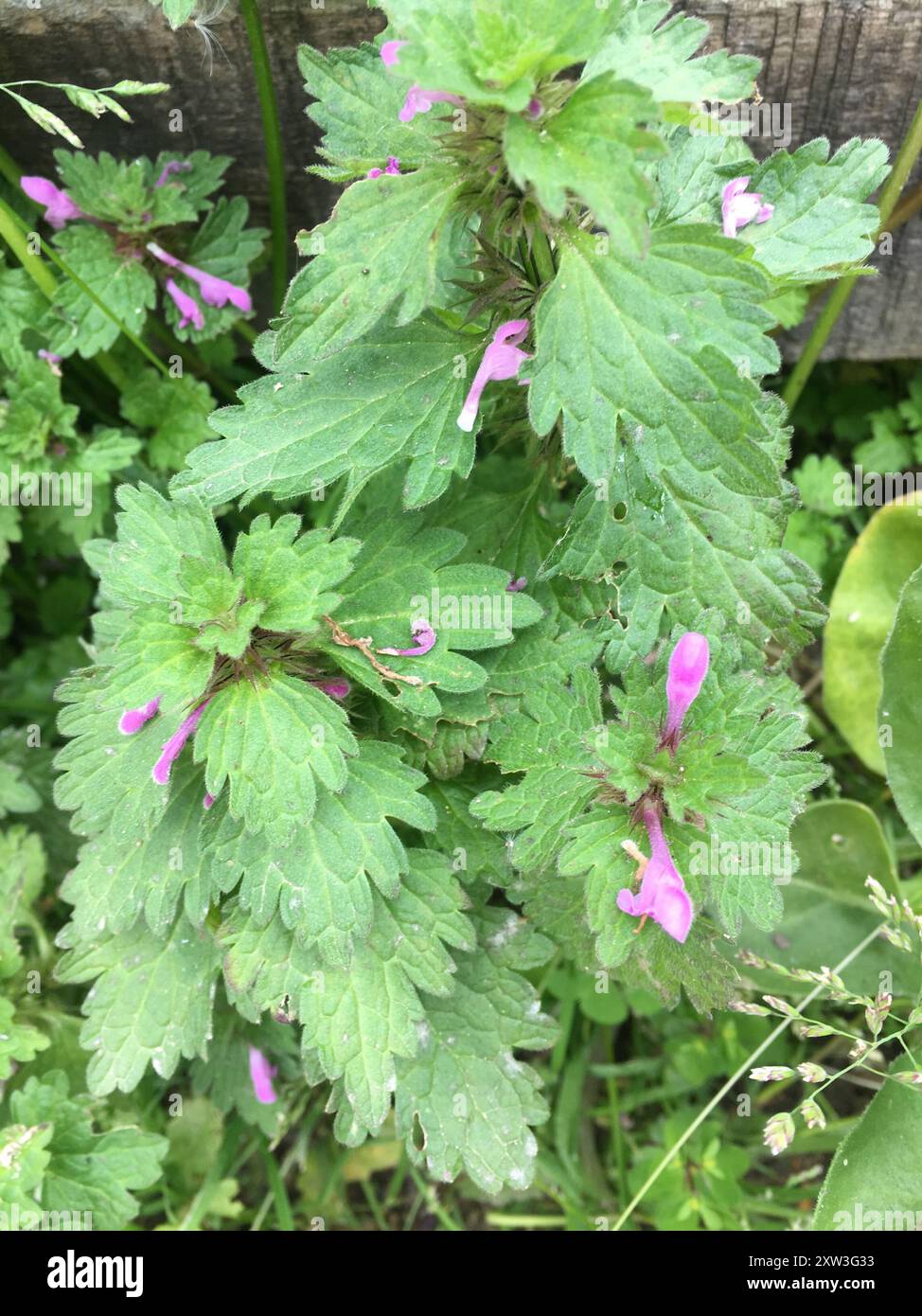 cutleaf deadnettle (Lamium hybridum) Plantae Stock Photo - Alamy