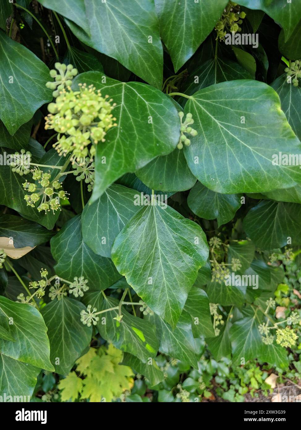 Canary Islands Ivy (Hedera canariensis) Plantae Stock Photo - Alamy