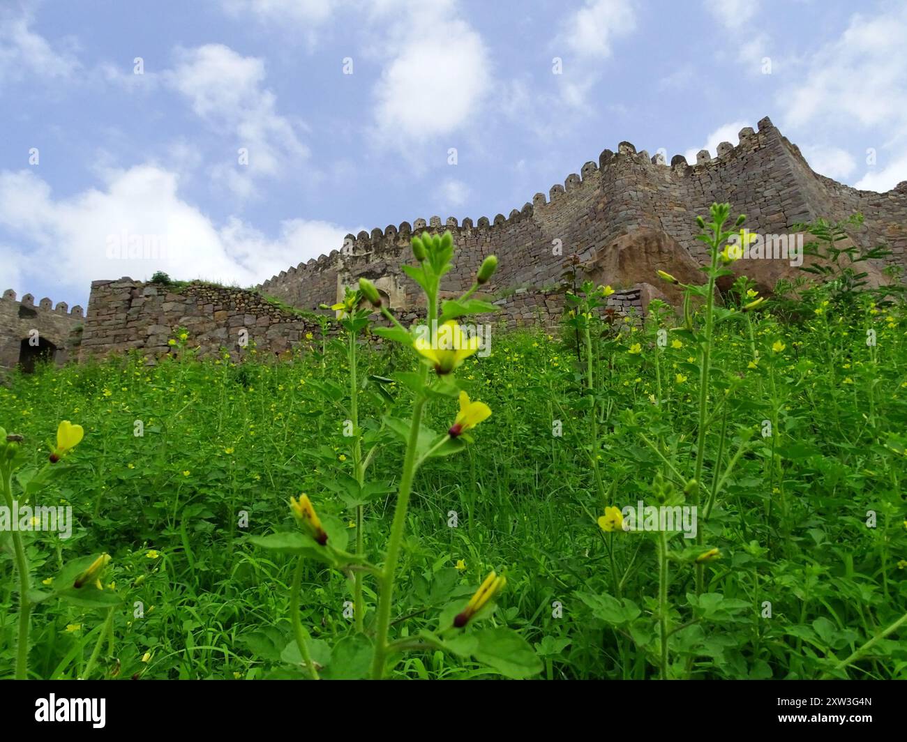 Asian spiderflower (Cleome viscosa) Plantae Stock Photo - Alamy