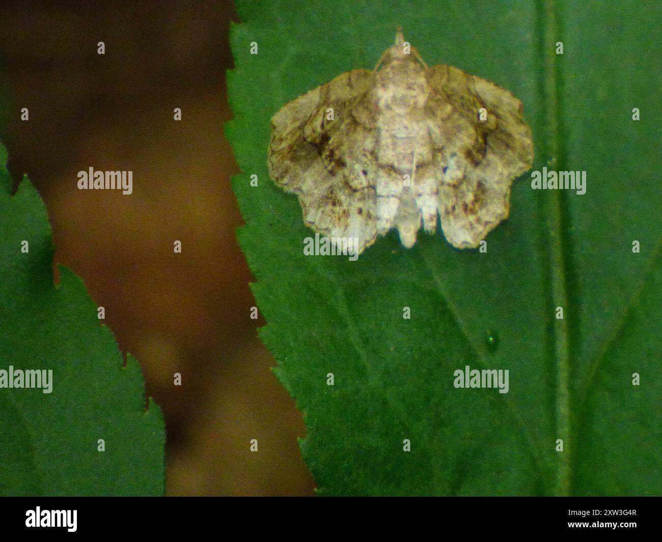 Decorated Owlet (Pangrapta decoralis) Insecta Stock Photo - Alamy
