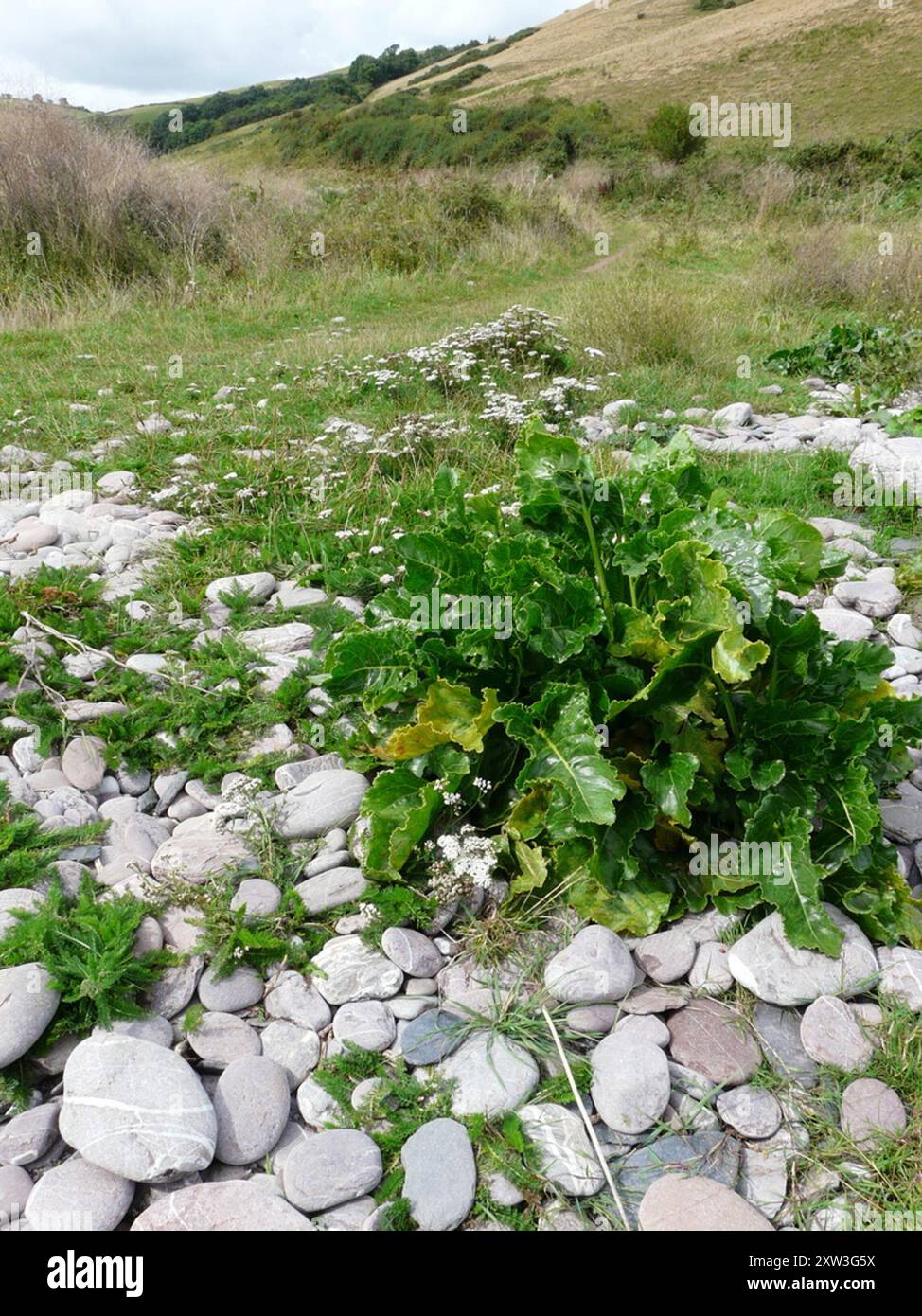 sea beet (Beta vulgaris maritima) Plantae Stock Photo - Alamy