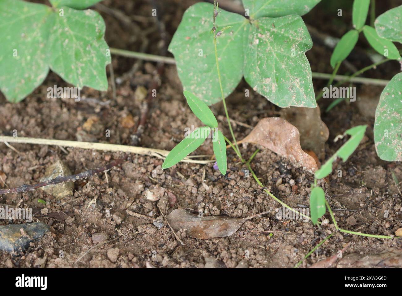 Glycine Pea (Glycine tabacina) Plantae Stock Photo - Alamy
