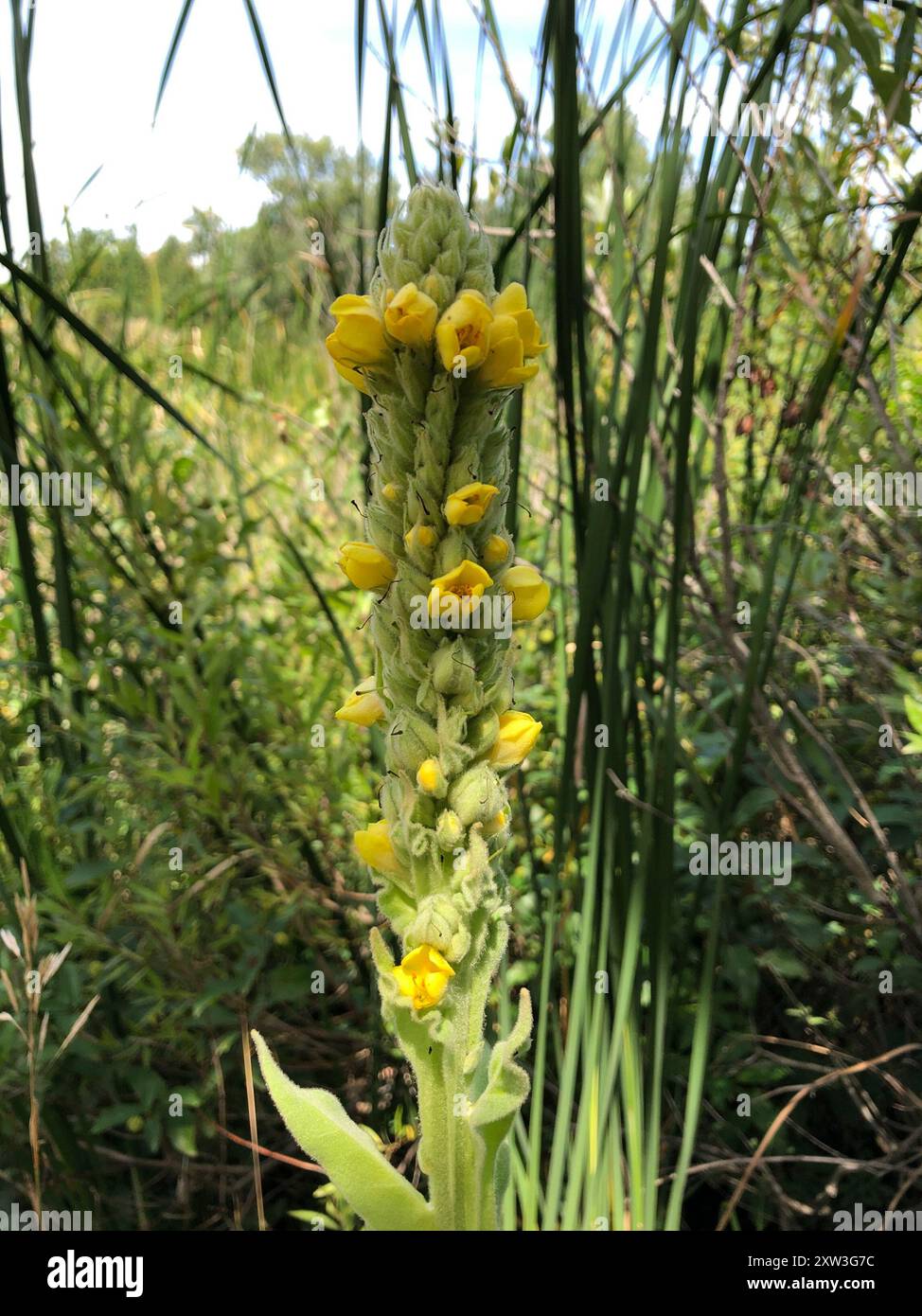 great mullein (Verbascum thapsus) Plantae Stock Photo - Alamy