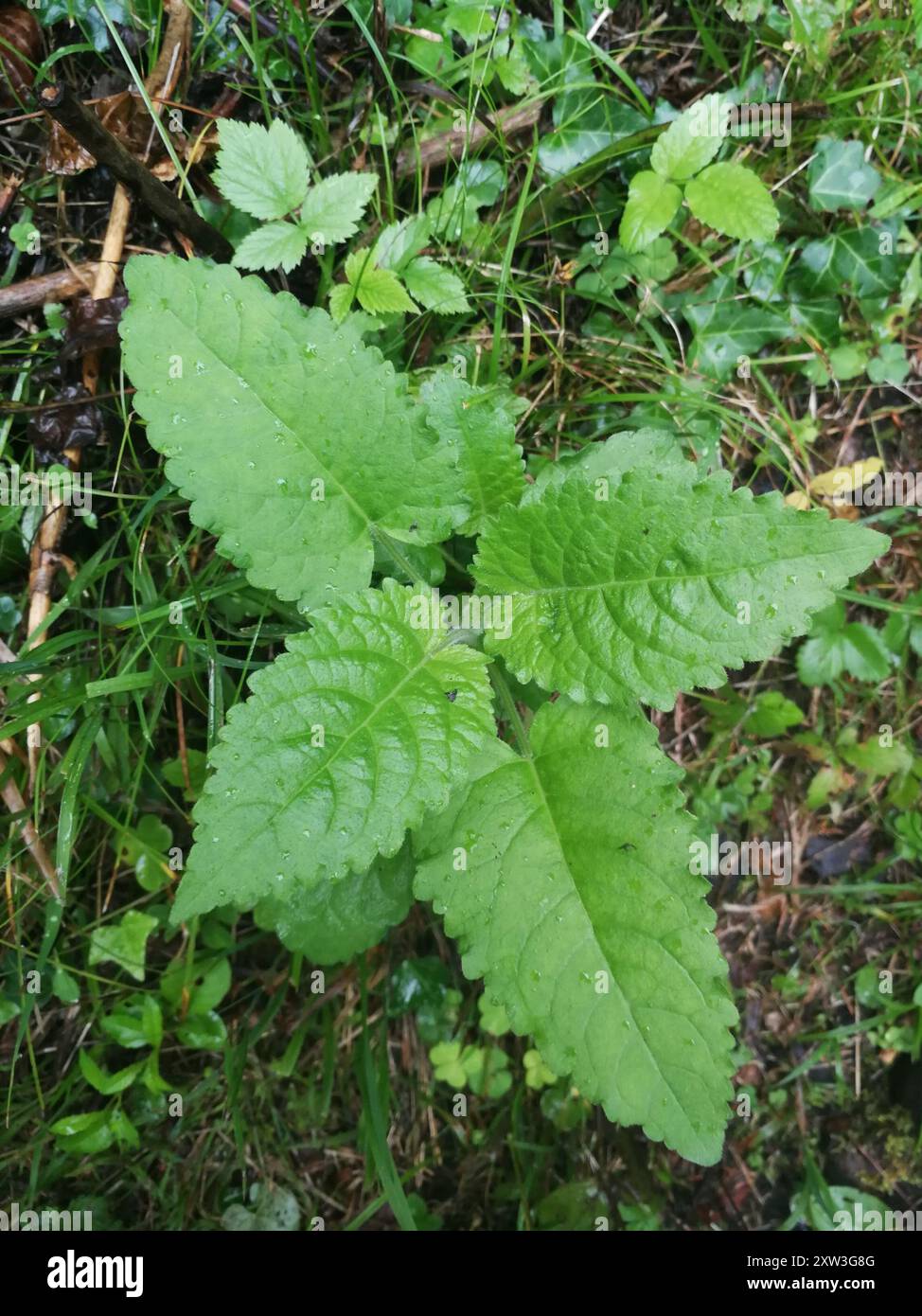 Sticky Sage (Salvia glutinosa) Plantae Stock Photo - Alamy